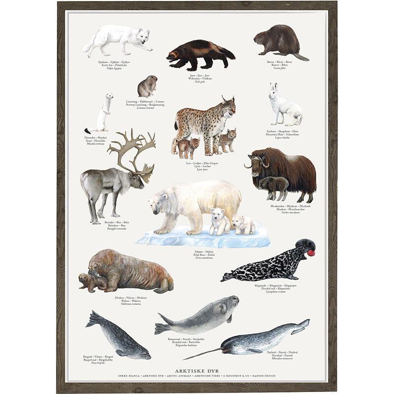 Arctic Animals Poster A2
